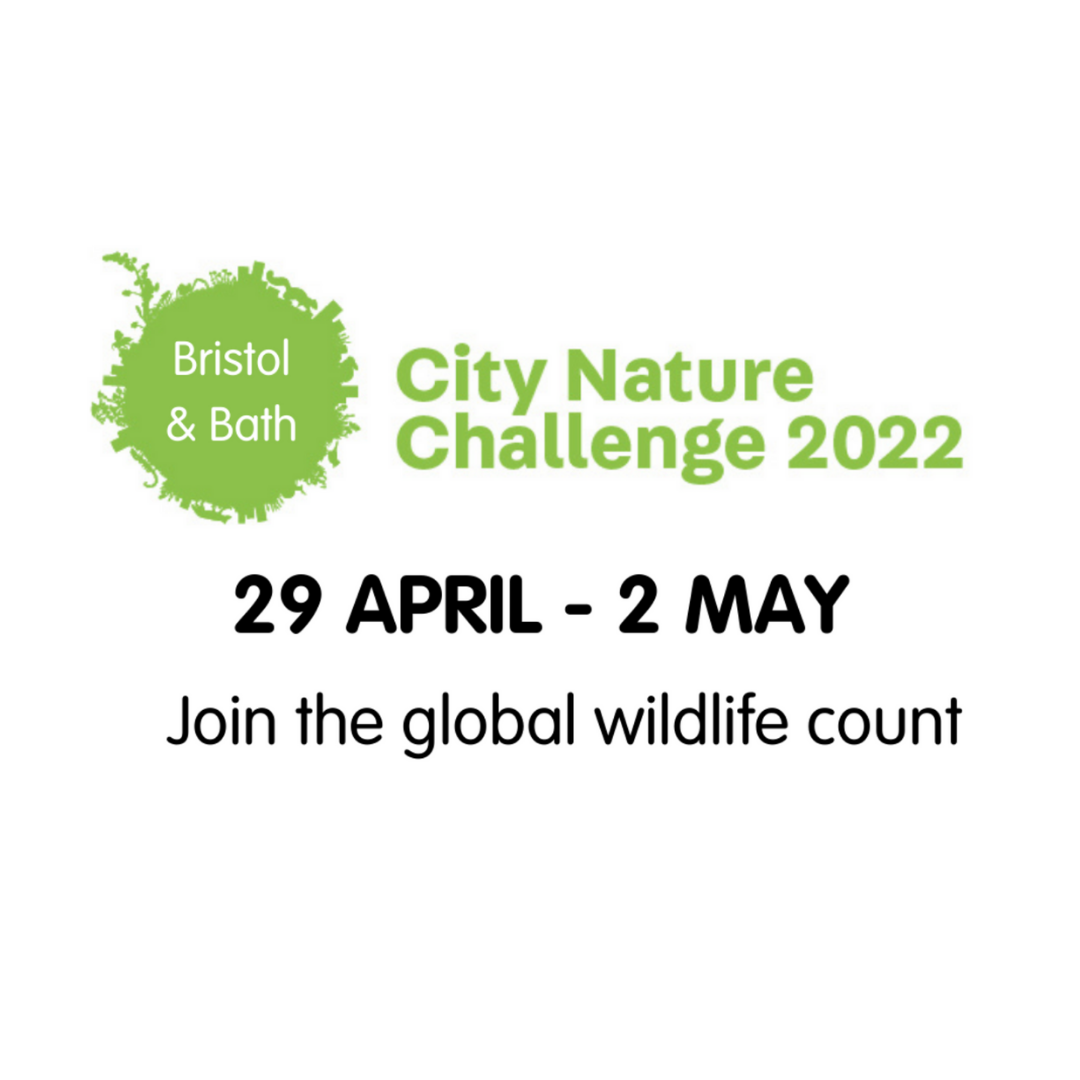 City Nature Challenge Redcliffe Temple BID city-nature-challenge-redcliffe-temple-bid